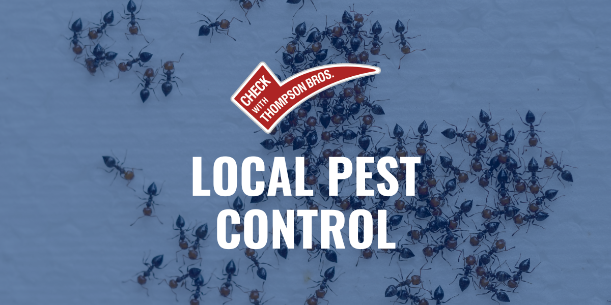 Safe Ant Pest Control | Thompson Exterminating